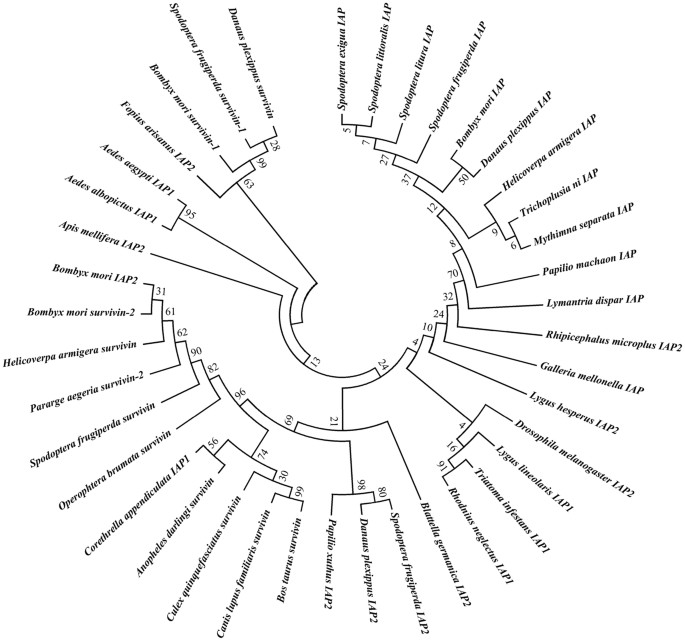 Transcriptome analysis of Spodoptera frugiperda Sf9 cells reveals ...