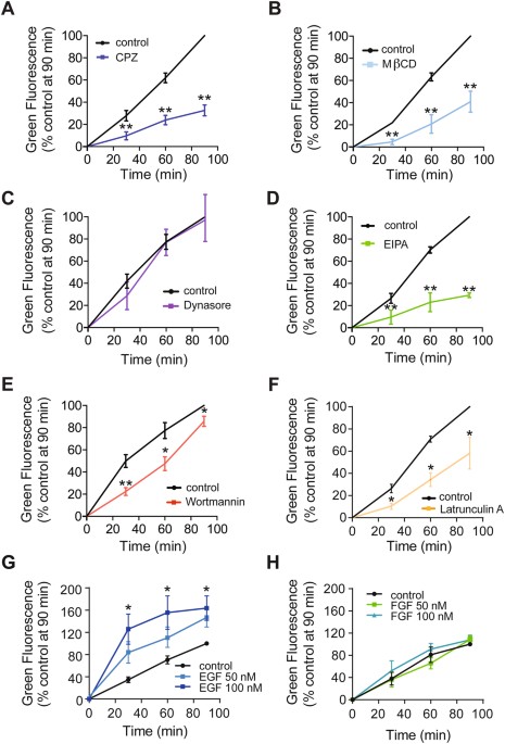 Macropinocytic entry of isolated mitochondria in epidermal growth ...