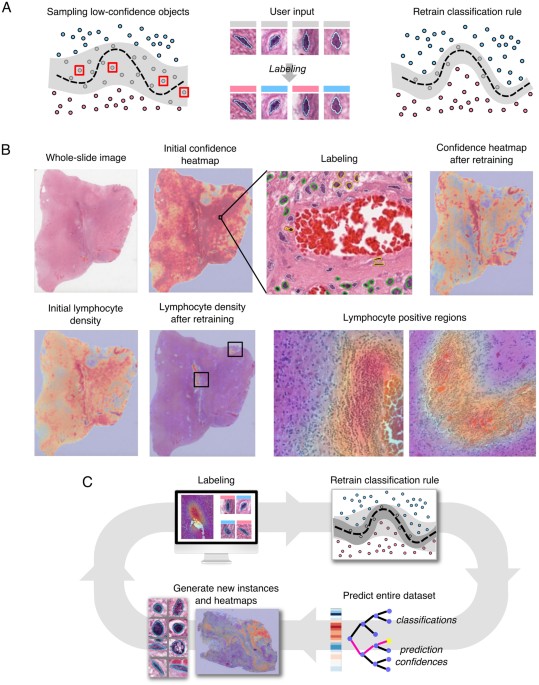 Interactive phenotyping of large-scale histology imaging data with HistomicsML | Scientific Reports
