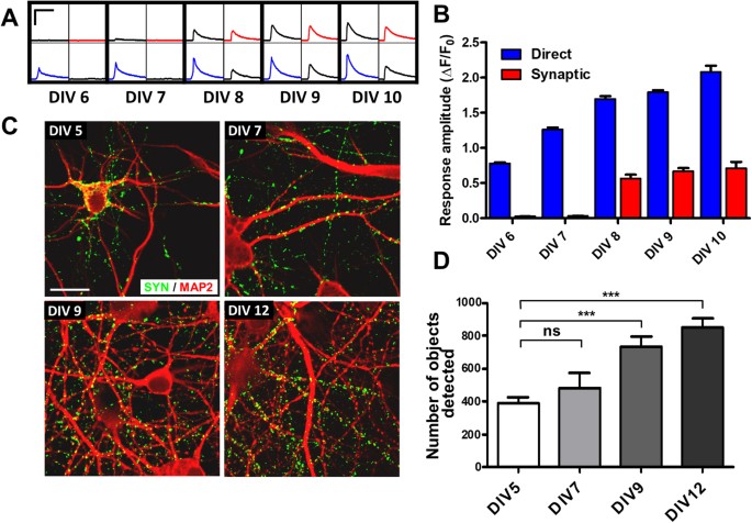 A high-throughput model for investigating neuronal function and ...