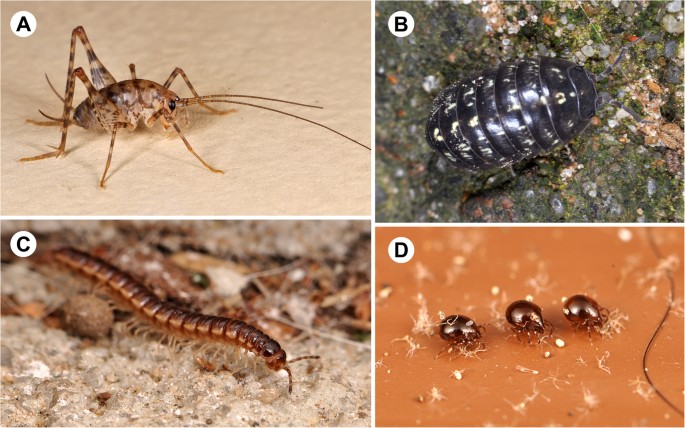 The Habitats Humans Provide: Factors affecting the diversity and ...