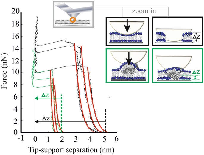 HDL particles incorporate into lipid bilayers – a combined AFM and single molecule fluorescence ...