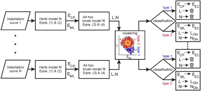 AFM-based detection of glycocalyx degradation and endothelial ...