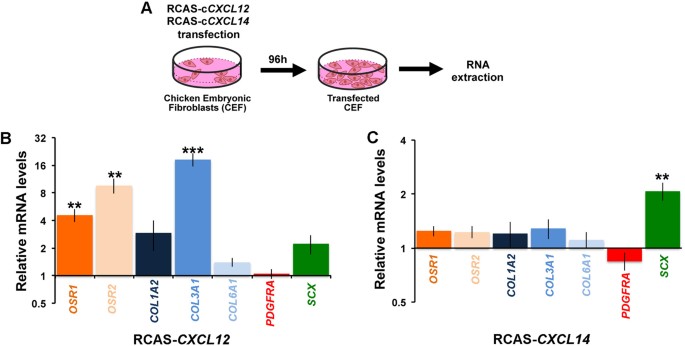 The chemokines CXCL12 and CXCL14 differentially regulate connective ...