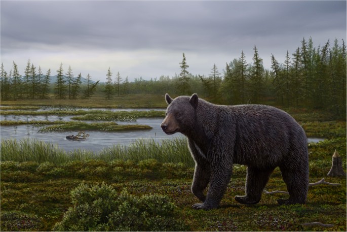 A basal ursine bear ( Protarctos abstrusus ) from the Pliocene High ...