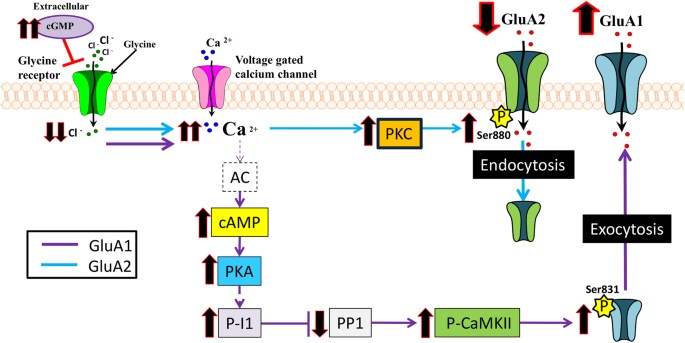 Extracellular Cyclic GMP Modulates Membrane Expression of The GluA1 and ...