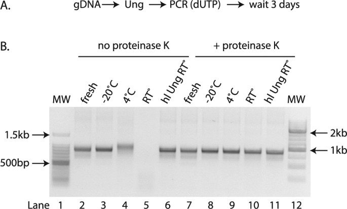 Minimizing carry-over PCR contamination in expanded CAG/CTG repeat ...