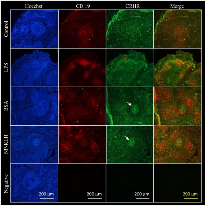 Murine splenic B cells express corticotropin-releasing hormone receptor 2 that affect their ...