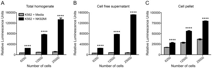 Development and characterization of a novel luciferase based ...
