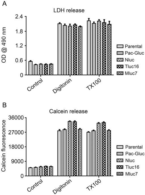 Development and characterization of a novel luciferase based ...