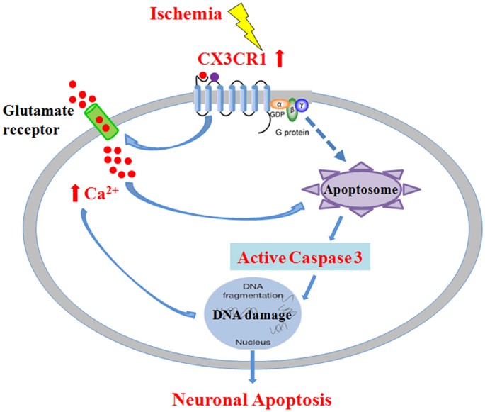 Ischemia-induced Neuronal Cell Death Is Mediated by Chemokine Receptor ...
