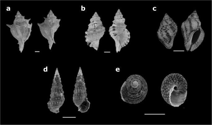 Gastropod shell size and architecture influence the applicability of ...