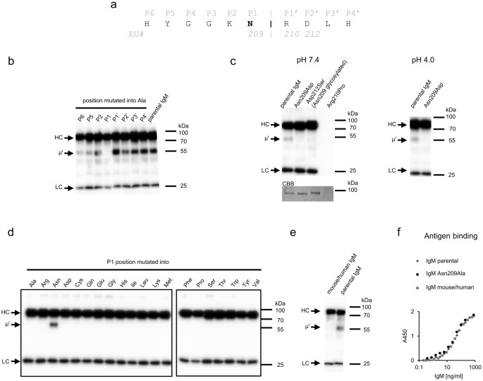 Mouse Antibody of IgM Class is Prone to Non-Enzymatic Cleavage between ...
