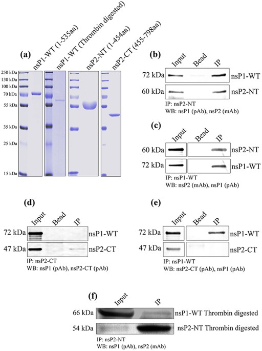 Chikungunya Virus Nsp1 Interacts Directly With Nsp2 And Modulates Its