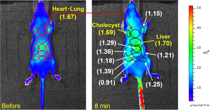 In vivo fluorescence bioimaging of ascorbic acid in mice: Development ...