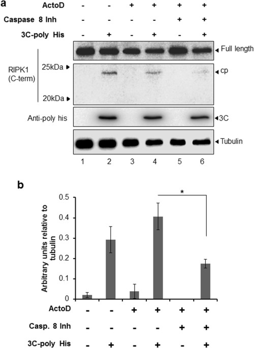 Human Rhinovirus 3C protease cleaves RIPK1, concurrent with caspase 8 activation | Scientific ...