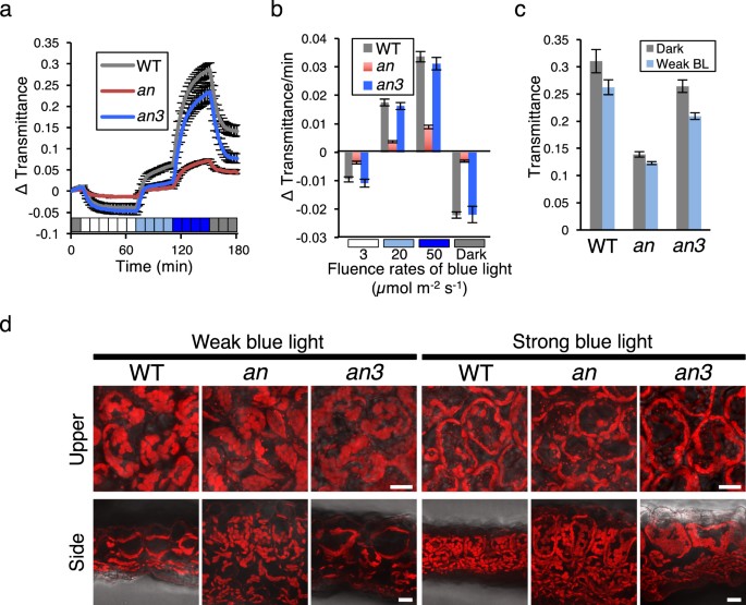 Palisade cell shape affects the light-induced chloroplast movements and ...