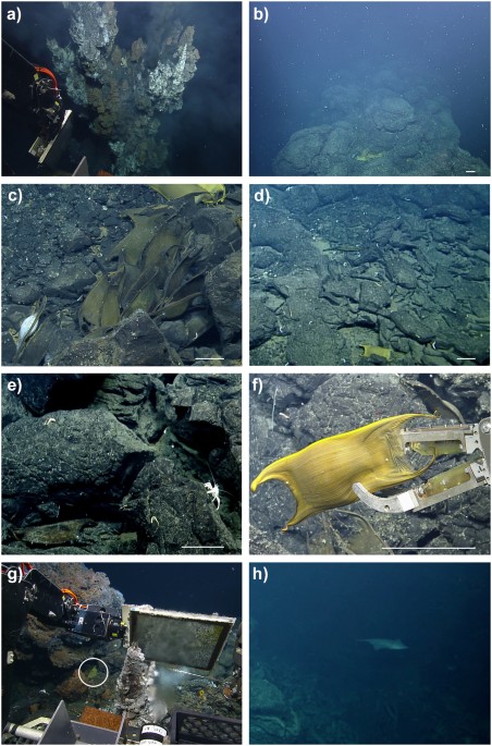 Deep-sea hydrothermal vents as natural egg-case incubators at the ...