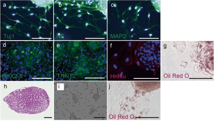 Ribosome Incorporation into Somatic Cells Promotes Lineage ...