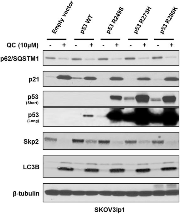 Quinacrine upregulates p21/p27 independent of p53 through autophagy ...