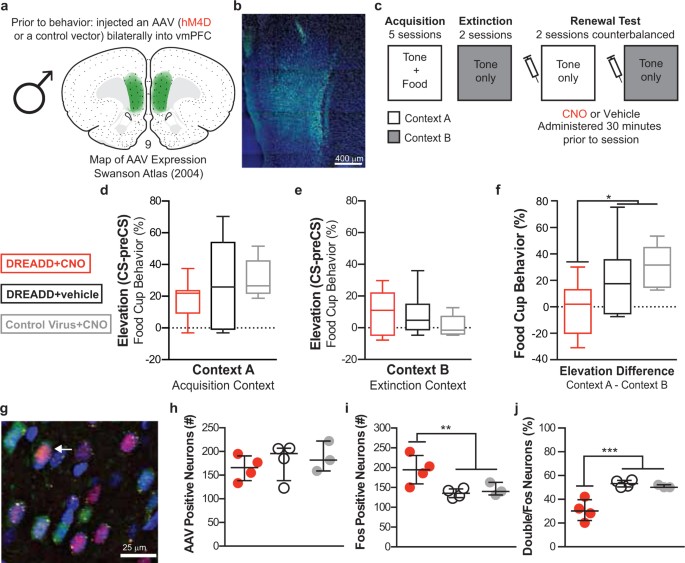 Ventromedial prefrontal cortex mediates sex differences in persistent ...