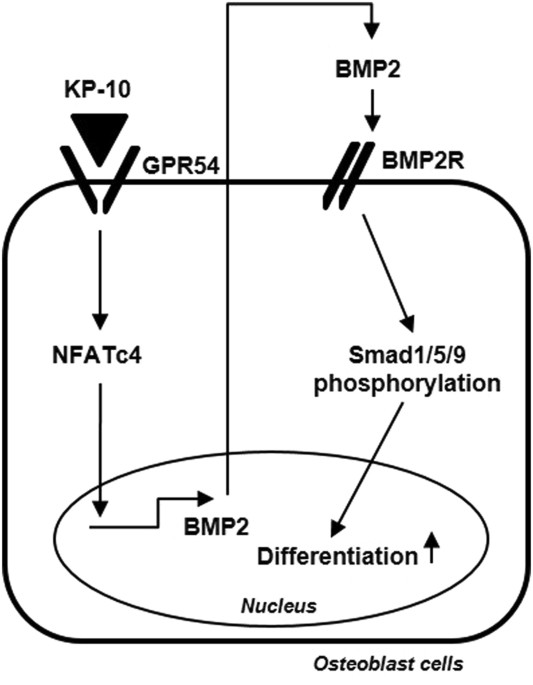 Kisspeptin-10 (KP-10) stimulates osteoblast differentiation through ...