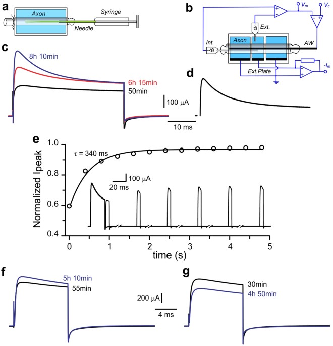 Demonstration of ion channel synthesis by isolated squid giant axon ...