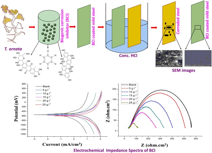 Biogenic corrosion inhibitor on mild steel protection in concentrated ...