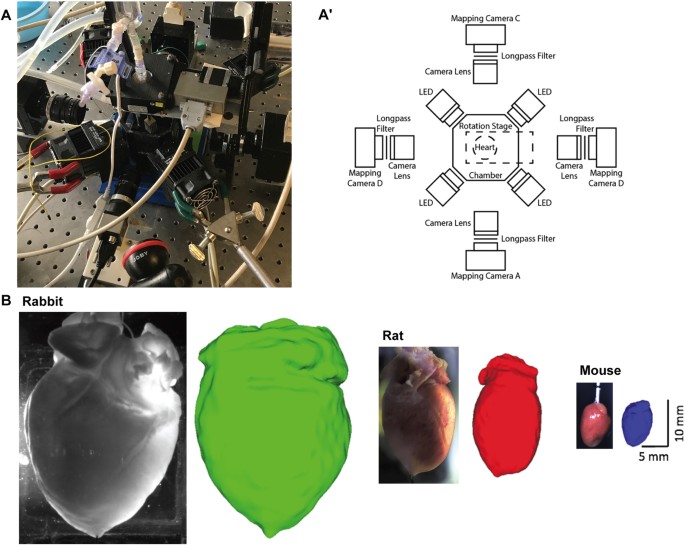 RHYTHM: An Open Source Imaging Toolkit for Cardiac Panoramic Optical ...