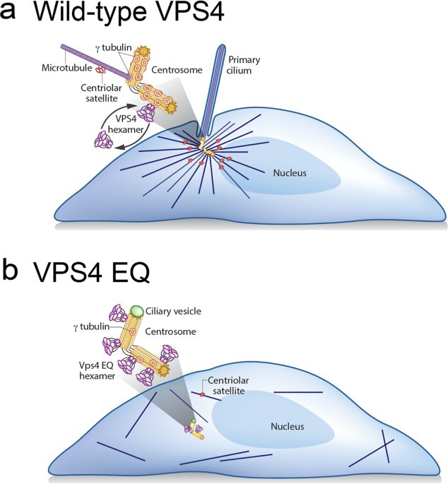 VPS4 is a dynamic component of the centrosome that regulates centrosome ...