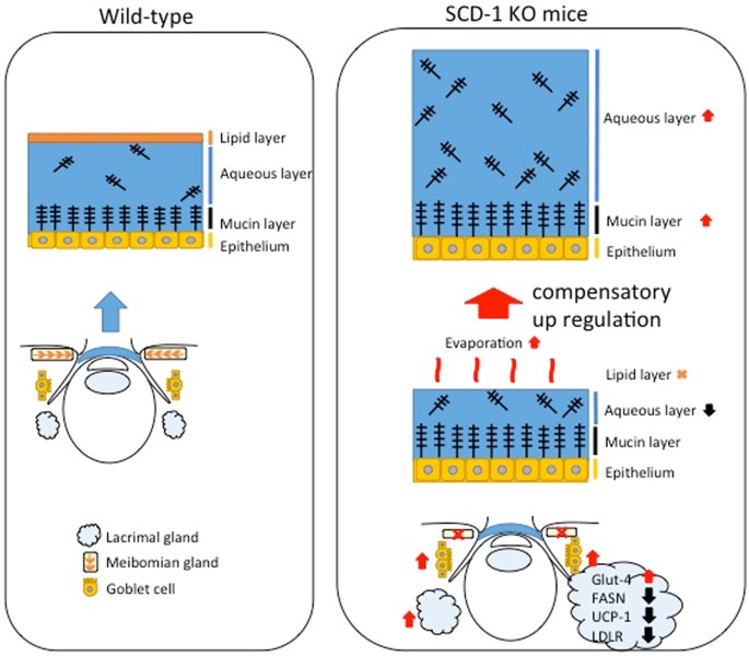 Compensatory increases in tear volume and mucin levels associated with ...