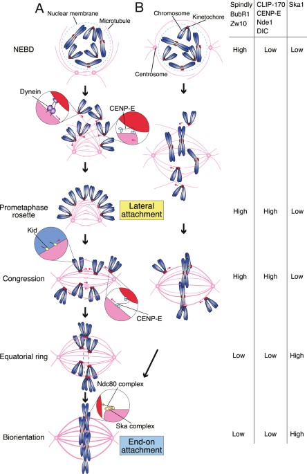 Lateral attachment of kinetochores to microtubules is enriched in ...