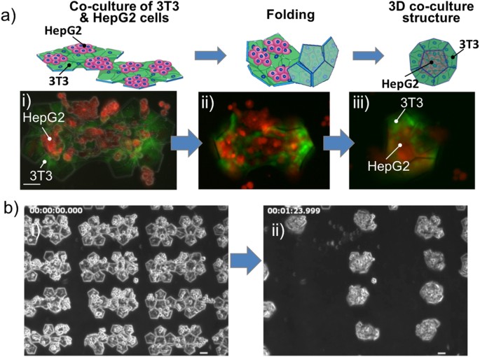 Origami-based self-folding of co-cultured NIH/3T3 and HepG2 cells into ...