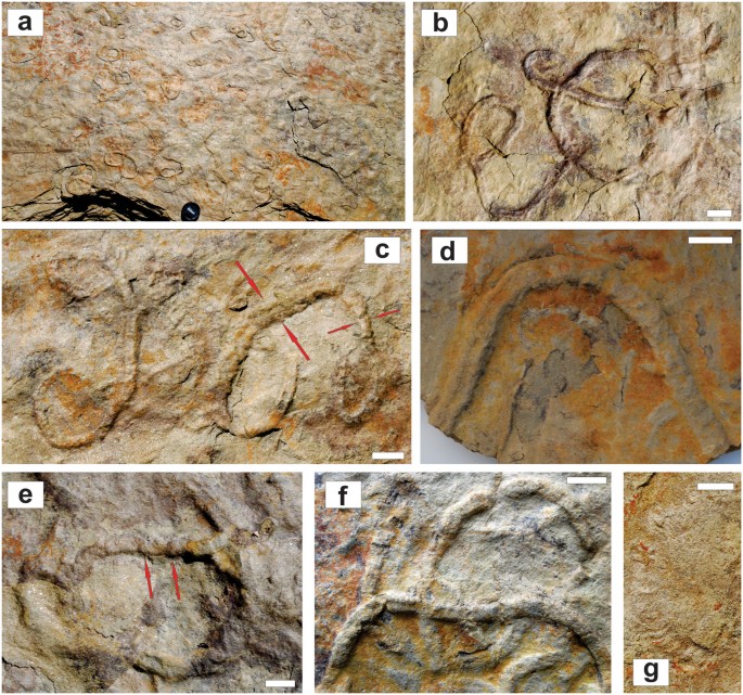Sediment disturbance by Ediacaran bulldozers and the roots of the ...