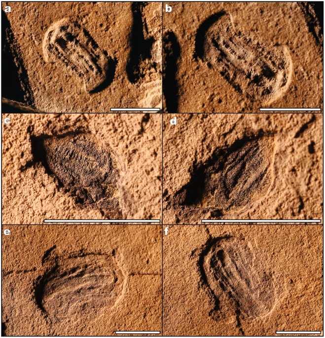 Diverse Assemblage of Ediacaran fossils from Central Iran | Scientific ...