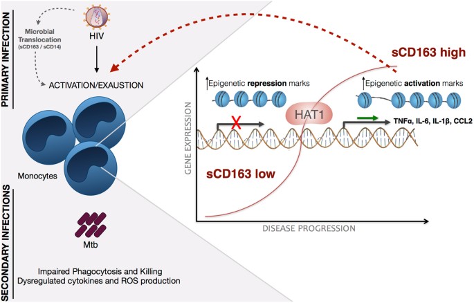 Epigenetic alterations are associated with monocyte immune dysfunctions ...
