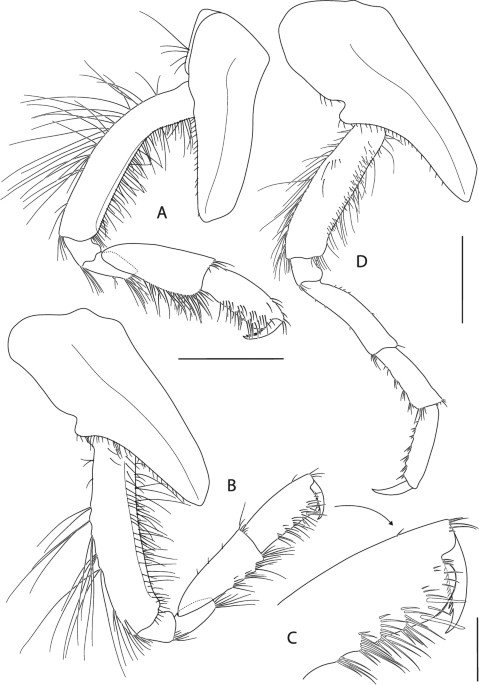 Cryptic species in a well-known habitat: applying taxonomics to the ...
