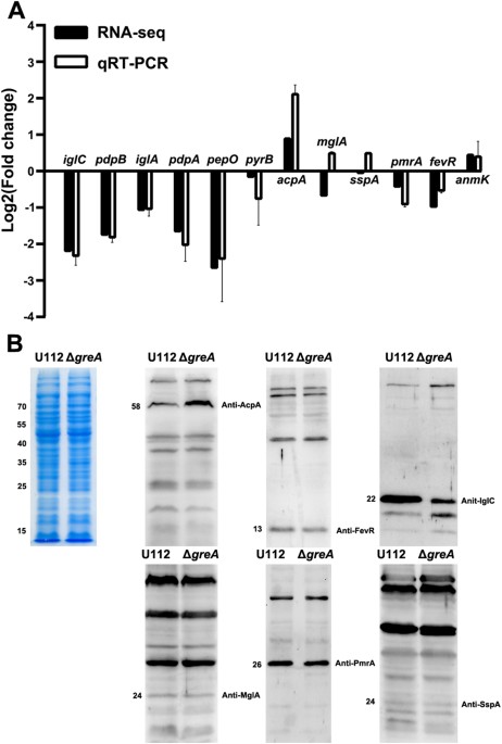 Transcription Elongation Factor GreA Plays a Key Role in Cellular ...