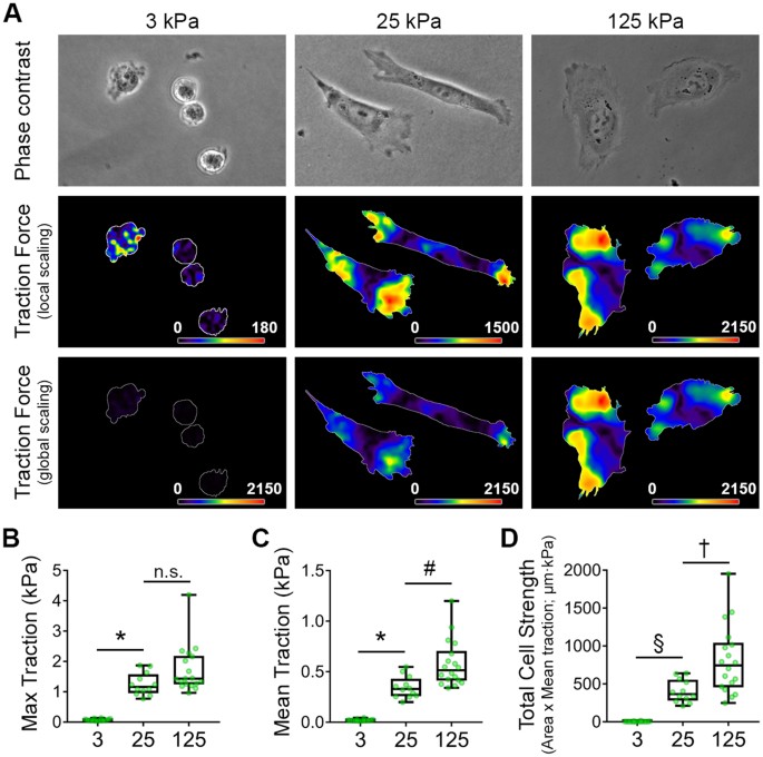 The mechanical microenvironment regulates ovarian cancer cell ...