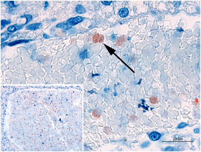 Tissue distribution and cell tropism of Brucella canis in naturally ...