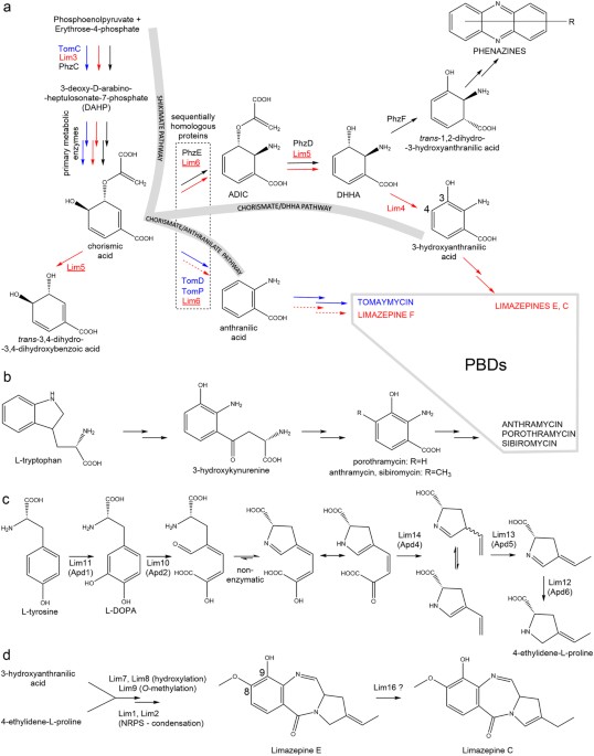 Novel pathway of 3-hydroxyanthranilic acid formation in limazepine ...