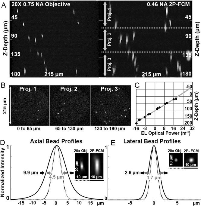 Three dimensional two-photon brain imaging in freely moving mice using ...