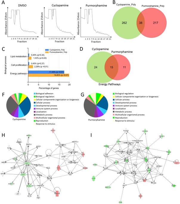 Crosstalk between Hedgehog pathway and energy pathways in human adipose ...