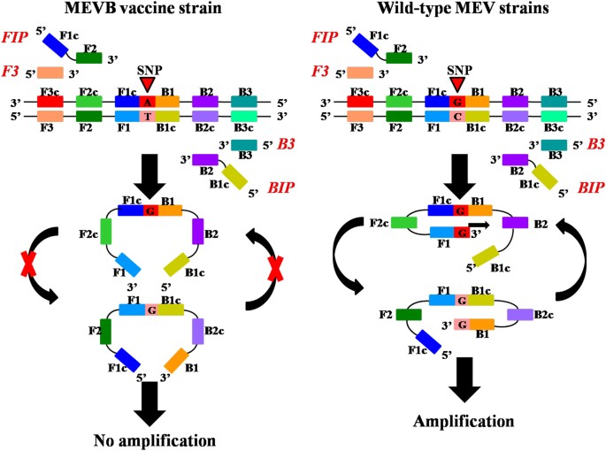 Loop-mediated Isothermal Amplification-Single Nucleotide Polymorphism ...