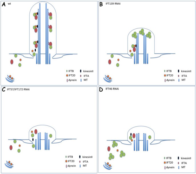 Intraflagellar transport 46 (IFT46) is essential for trafficking IFT ...