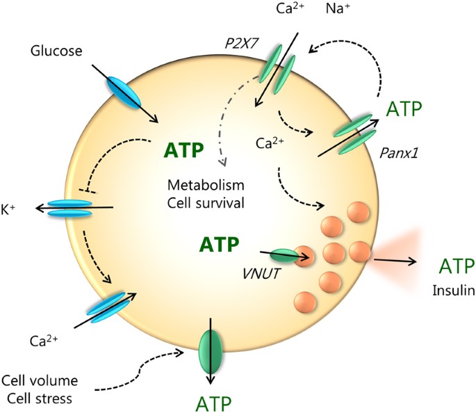 The P2X7 receptor and pannexin-1 are involved in glucose-induced ...