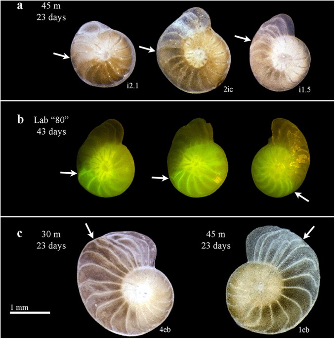 Depth related adaptations in symbiont bearing benthic foraminifera: New ...
