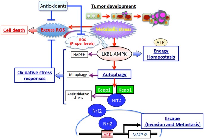 Glucose starvation induces LKB1-AMPK-mediated MMP-9 expression in ...