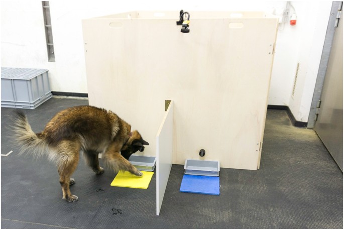 Incentive motivation in pet dogs – preference for constant vs varied ...