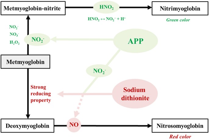Mechanism Underlying Green Discolouration of Myoglobin Induced by ...